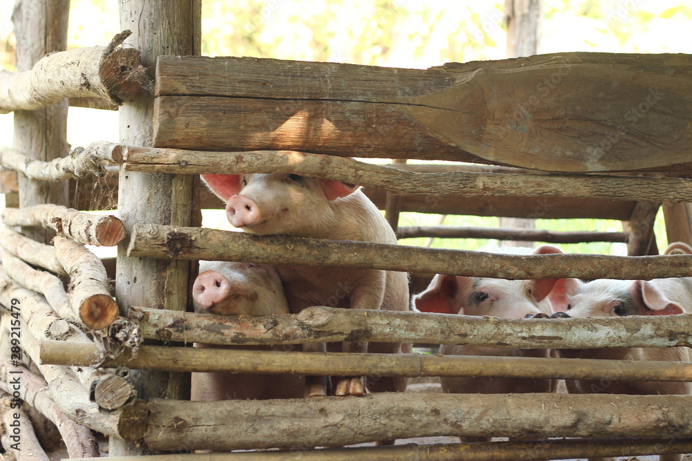 large group of pigs playing together an waiting to be fed in their ...