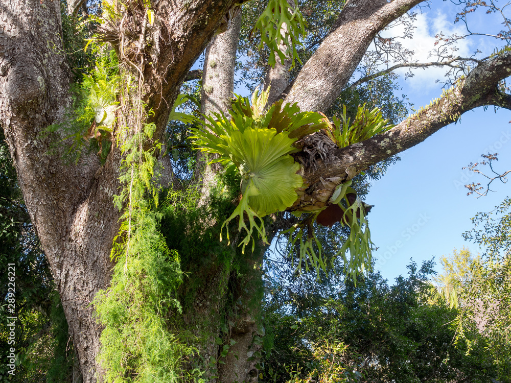 Wild elk horn fern platycerium growing on a old tree Stock Photo ...