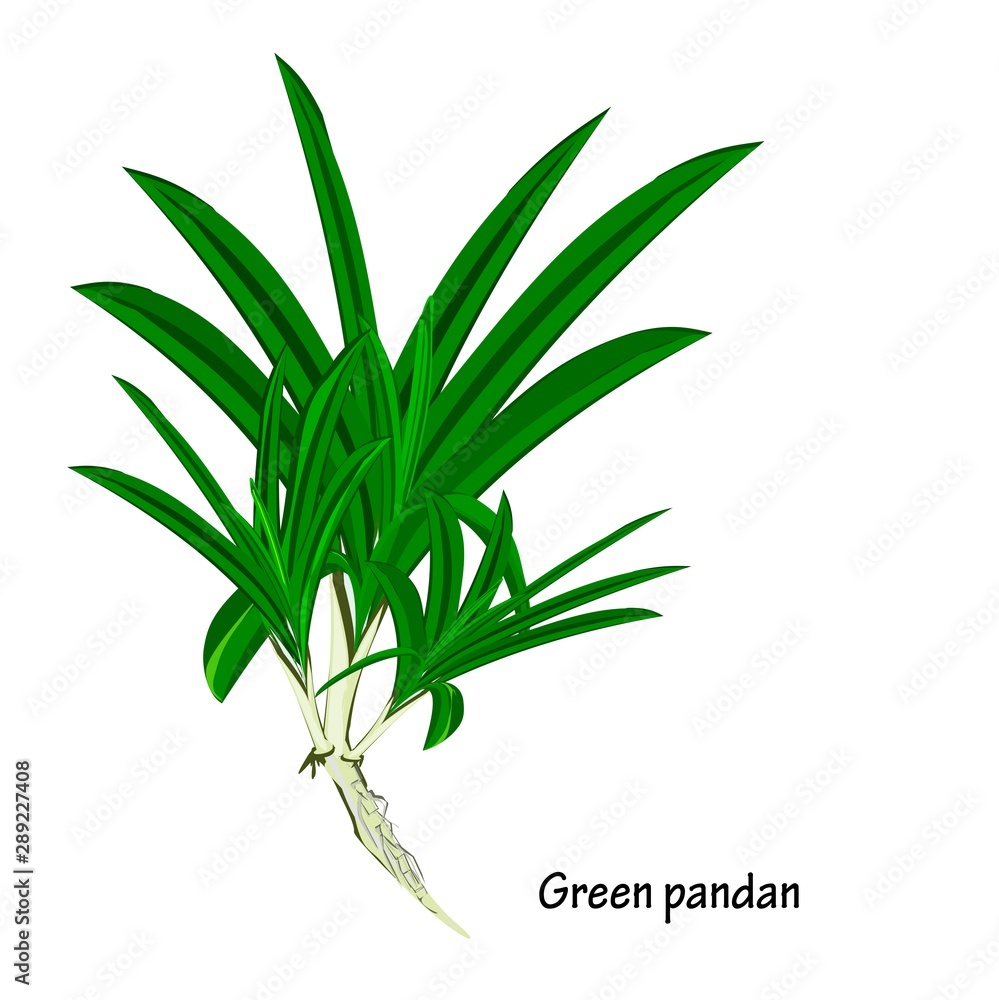 Green pandan leaves, stems and roots, branching of the tree , Plants ...