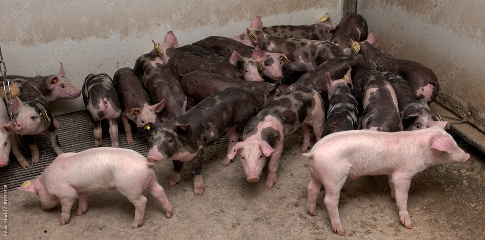 Piglets. Pigs in stable. Pig breeding. Netherlands Stock Photo | Adobe ...