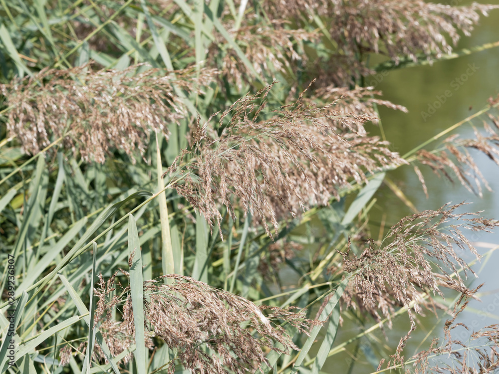 (Phragmites australis) Le Roseau commun ou roseau à balais aux tiges ...