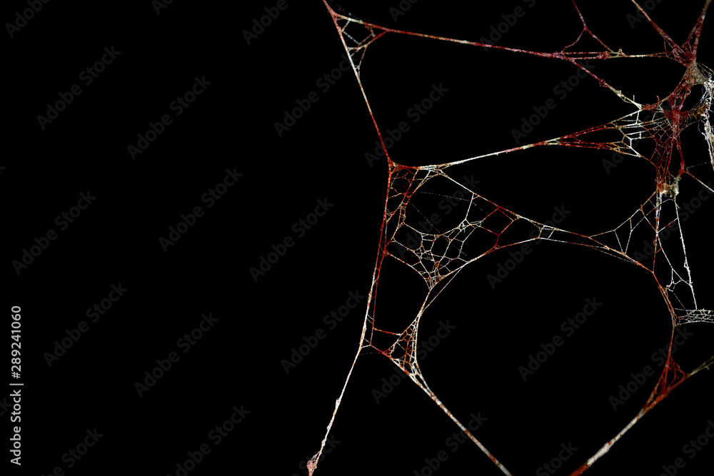 Spider web or cobweb is marked with bloodstains on black background ...