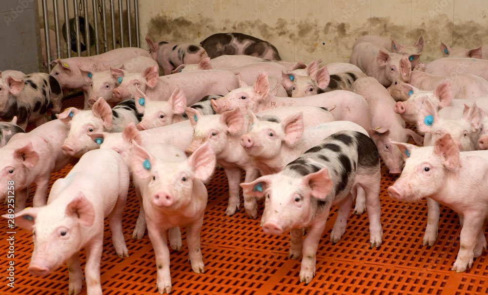 Piglets.. Pigs at stable. Pigbreeding. Farming Stock Photo | Adobe Stock
