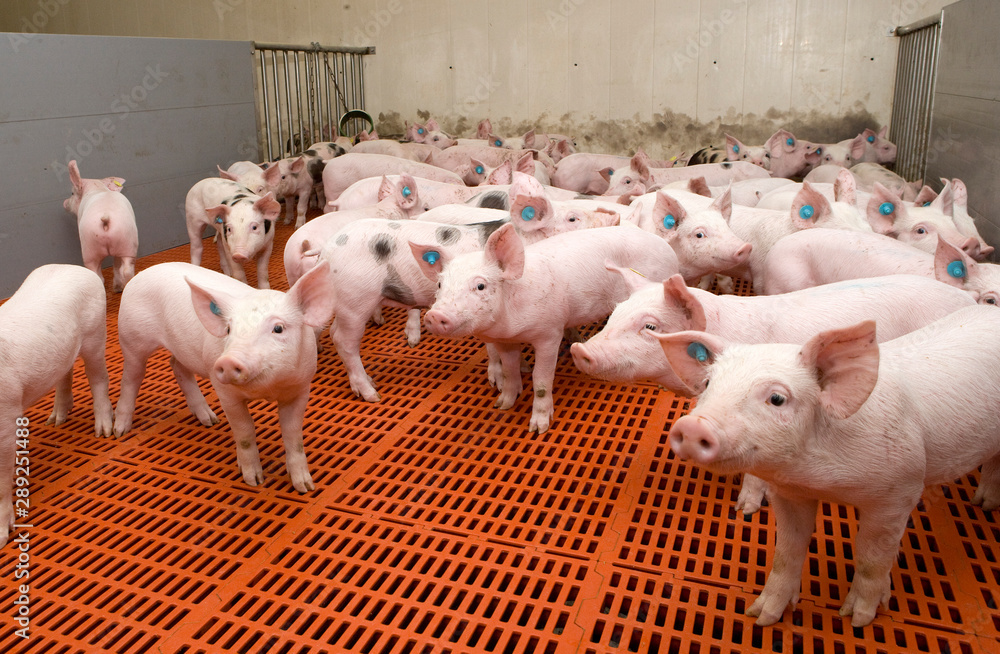 Foto de Piglets.. Pigs at stable. Pigbreeding. Farming do Stock | Adobe ...