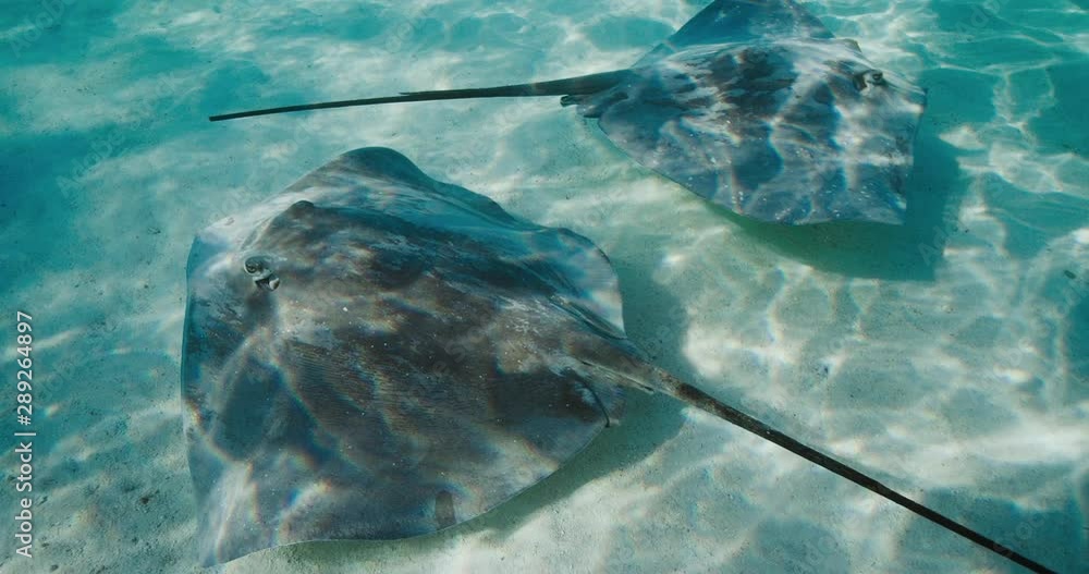 Stingrays swimming underwater Stock Video | Adobe Stock