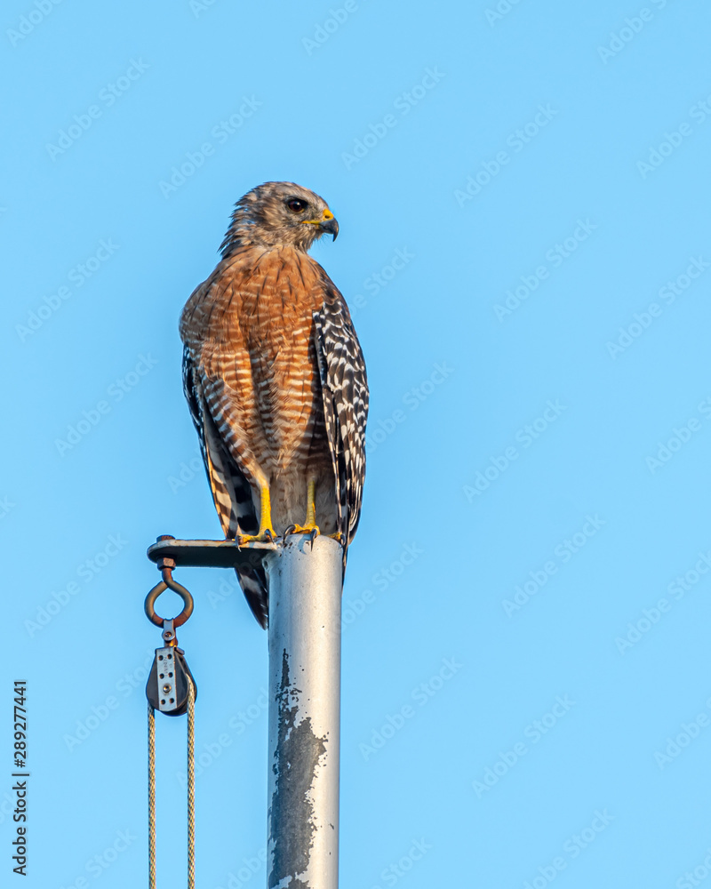 Red Shouldered Hawk Perched
