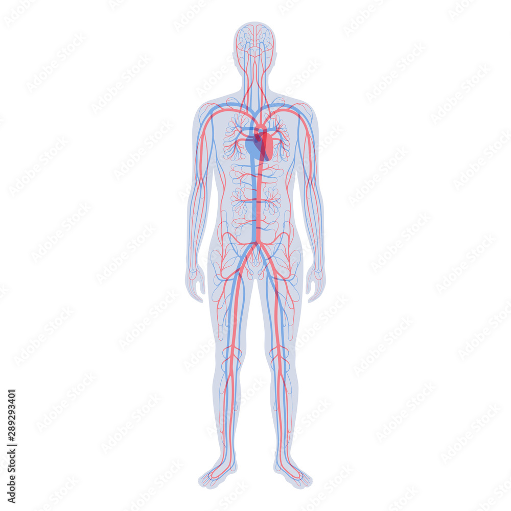 circulatory system anatomy Stock Vector | Adobe Stock