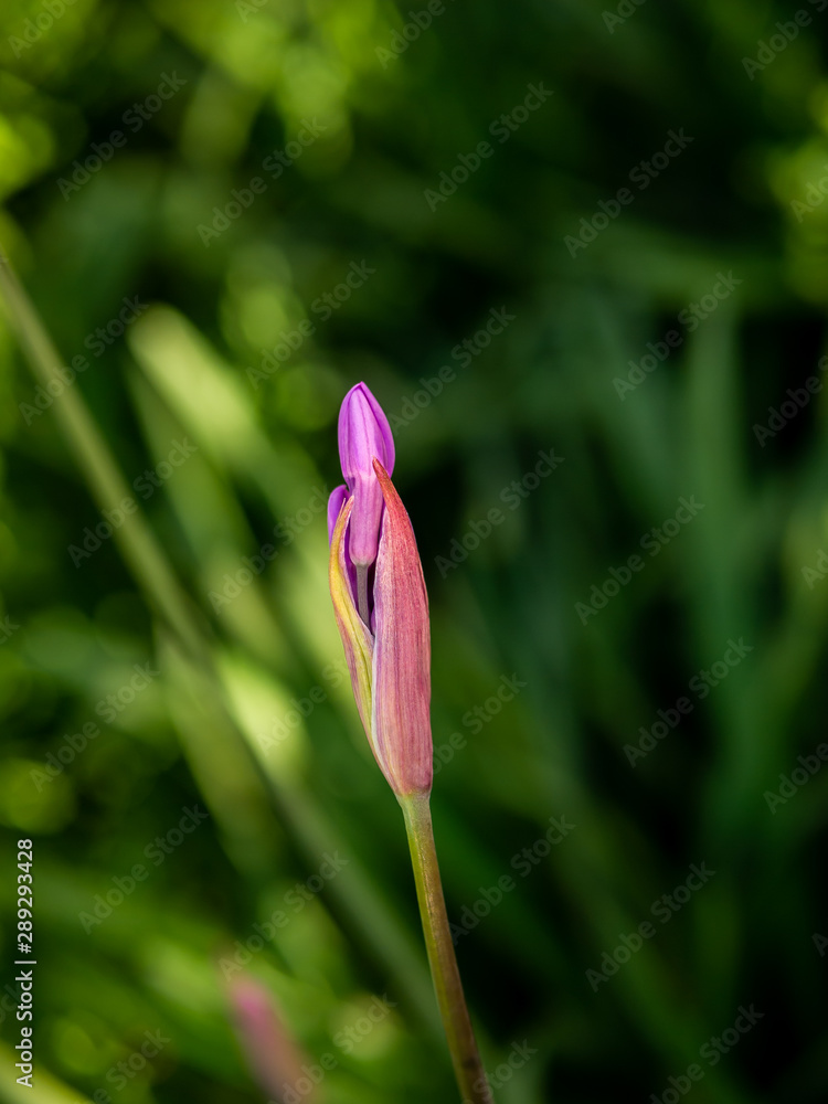A Nile Lily minimal close up with a green background in a shallow depth ...