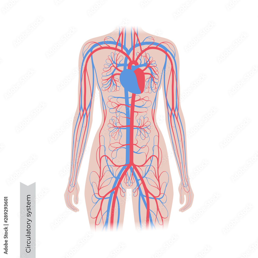 circulatory system anatomy Stock Vector | Adobe Stock