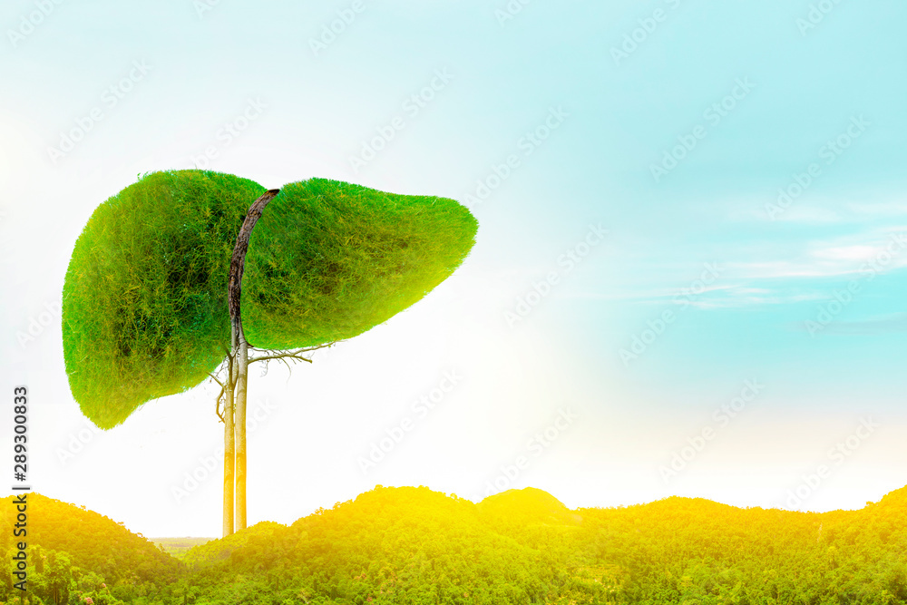 Realistic liver images are human green tree shapes about diseases and ...