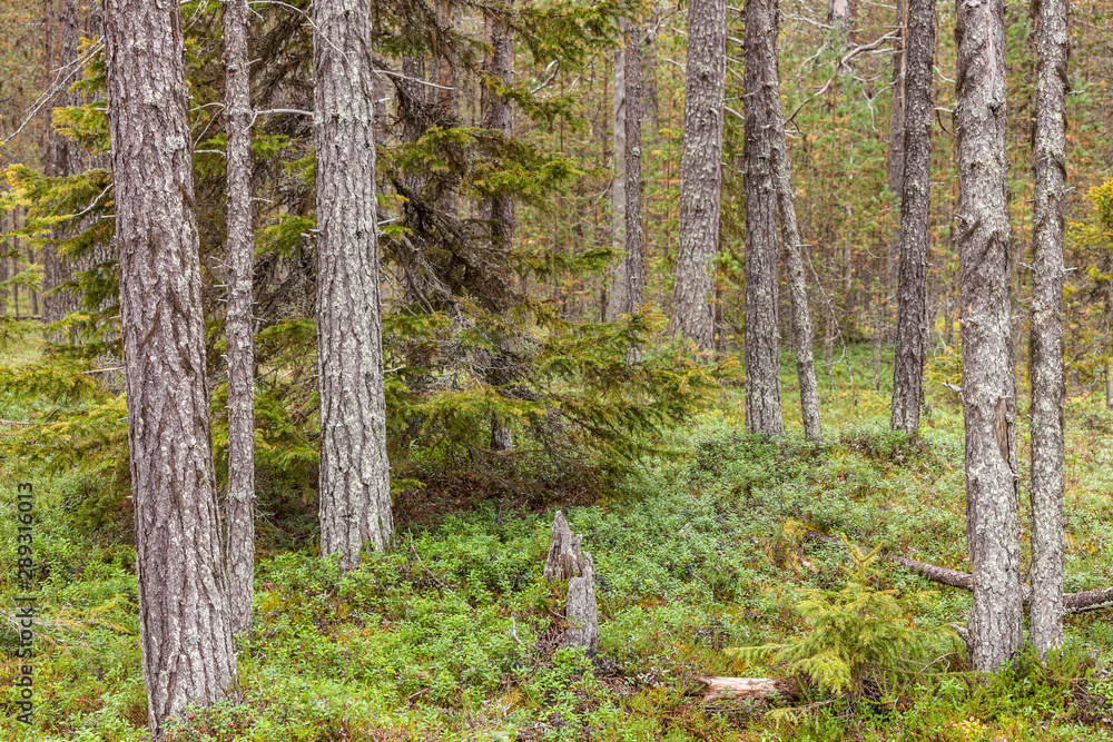 Bosque en Finlandia Stock Photo | Adobe Stock