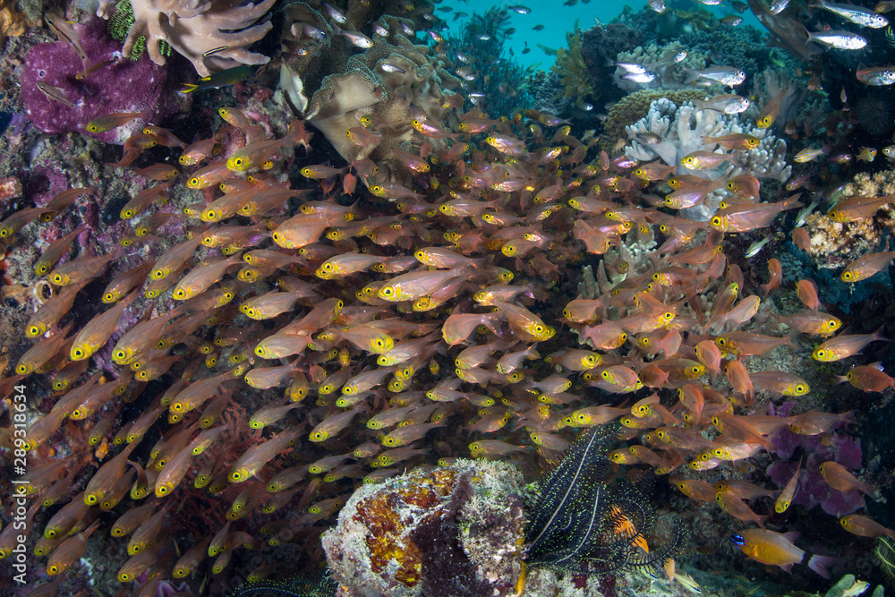 Golden sweepers, Parapriacanthus ransonneti, swim as a school amid the ...