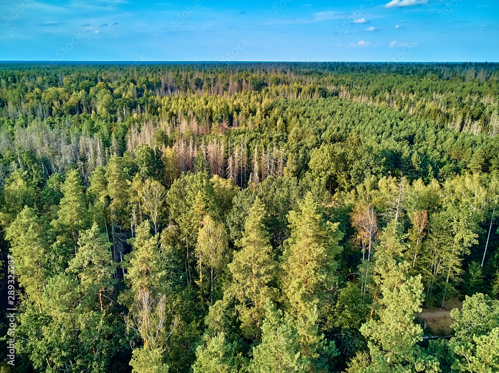 Beautiful panoramic aerial drone view to Bialowieza Forest - one of the ...