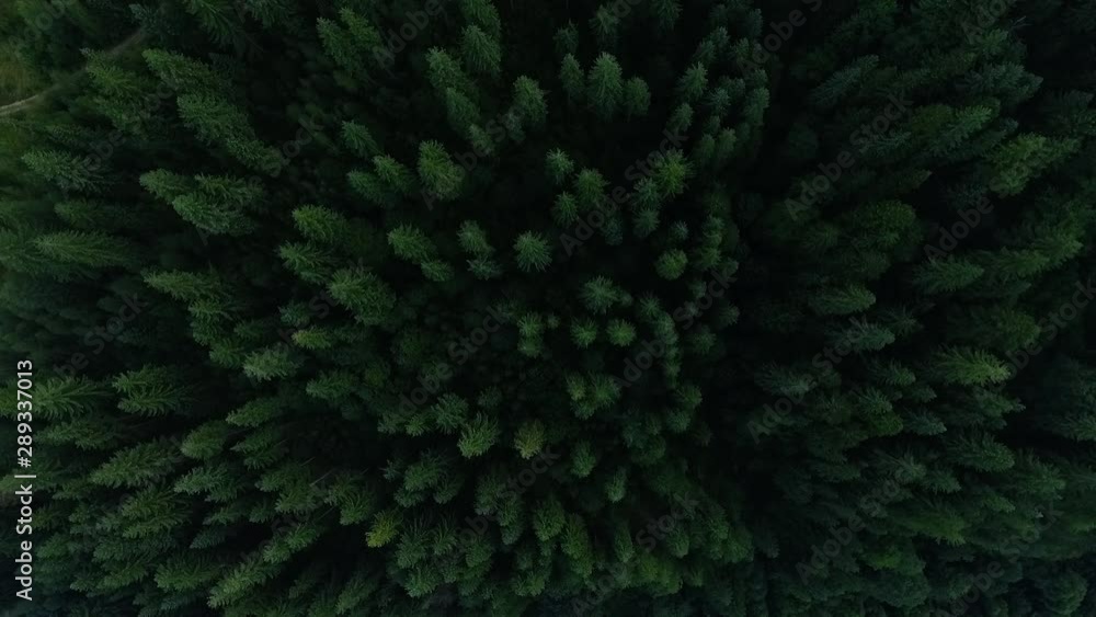 Top view of deep green pine forest and flowing river. The beauty of ...