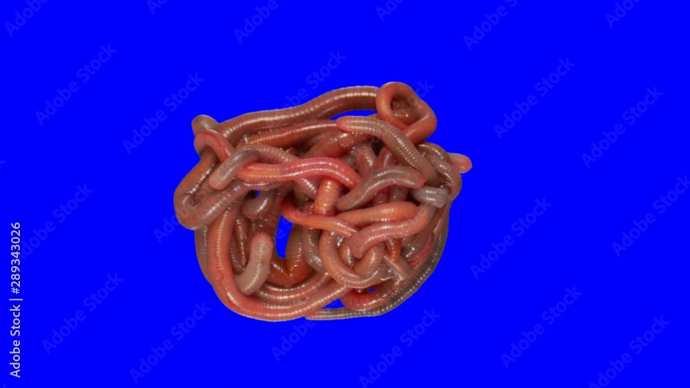 Roll of earthworms creep. Footage with alpha channel (codec: png+alpha ...