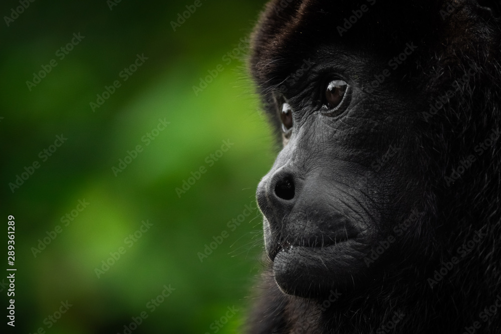 Monkey portrait. Costa Rica wildlife: male howler monkey closeup giving ...
