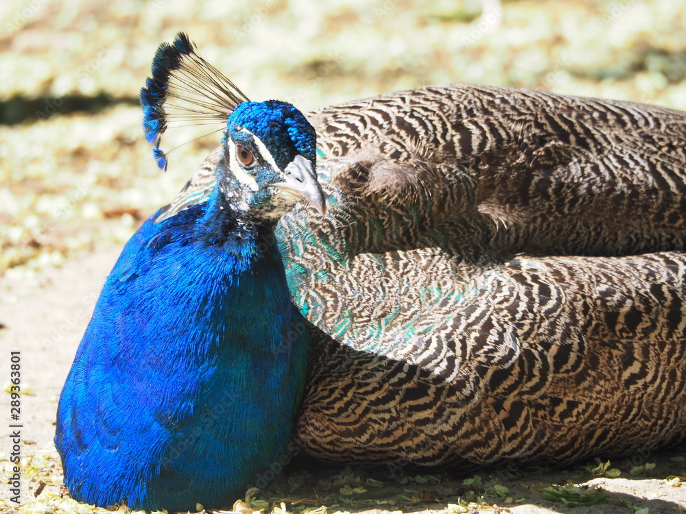 primer plano de un pavo real macho, cresta, cabeza y cuello de color ...