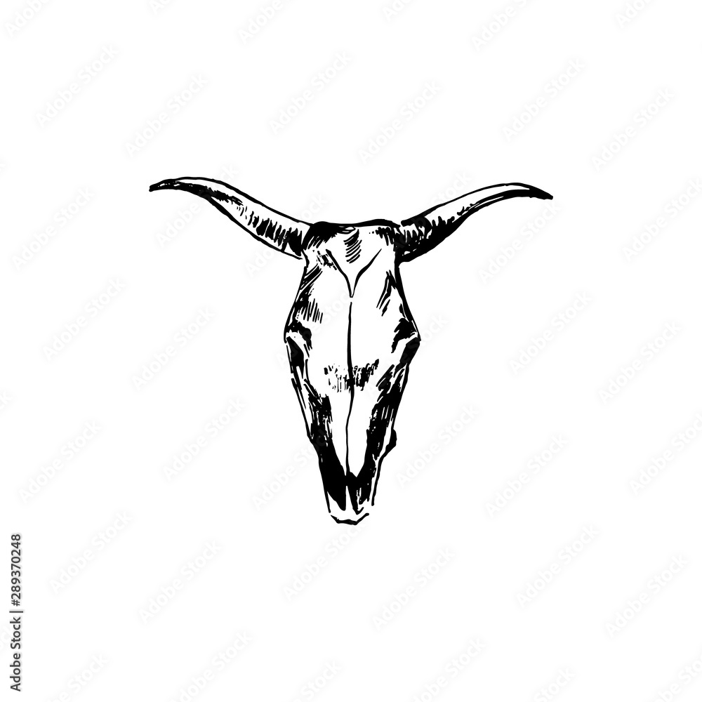 Bison skull hand drawing by ink. Buffalo cranium vector illustration ...