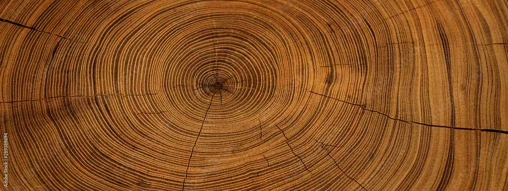 Old wooden oak tree cut surface. Detailed warm dark brown and orange ...