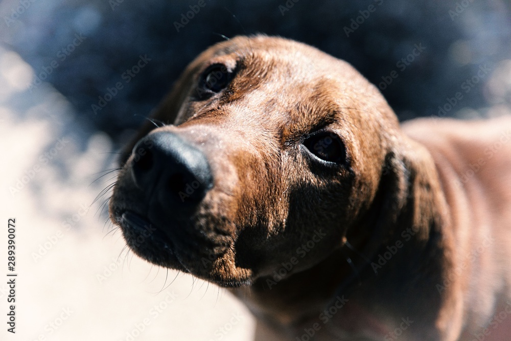 Red Coonhound Puppies