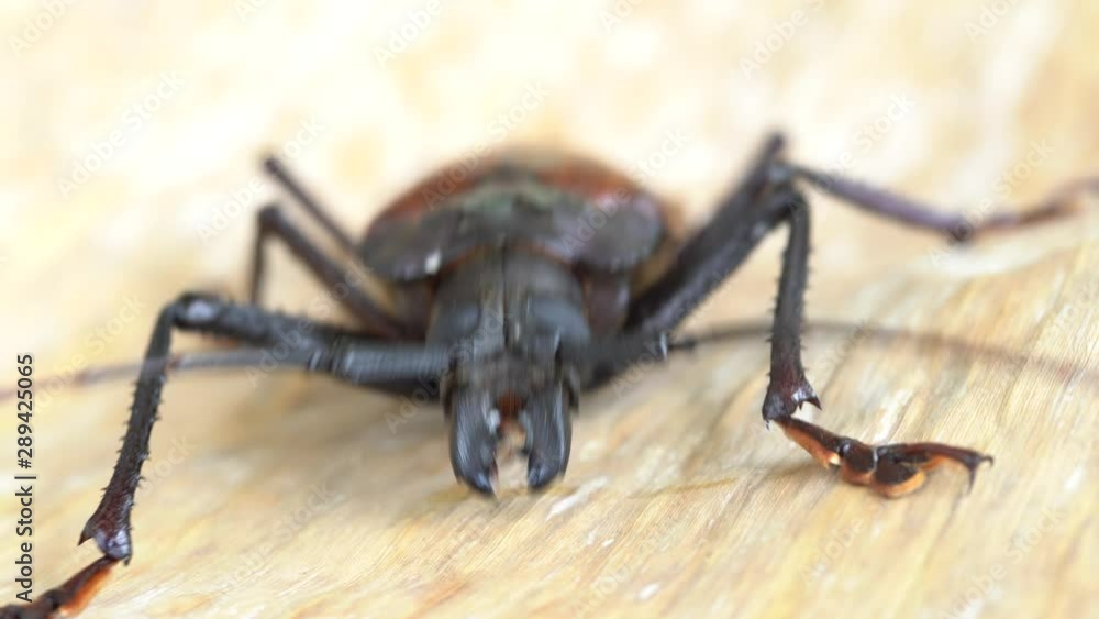 Giant Fijian longhorn beetle from island Koh Phangan, Thailand. Close ...