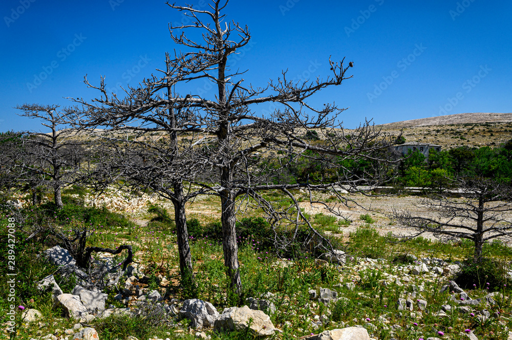 Dried out trees on Goli otok, a political prison island in ex ...