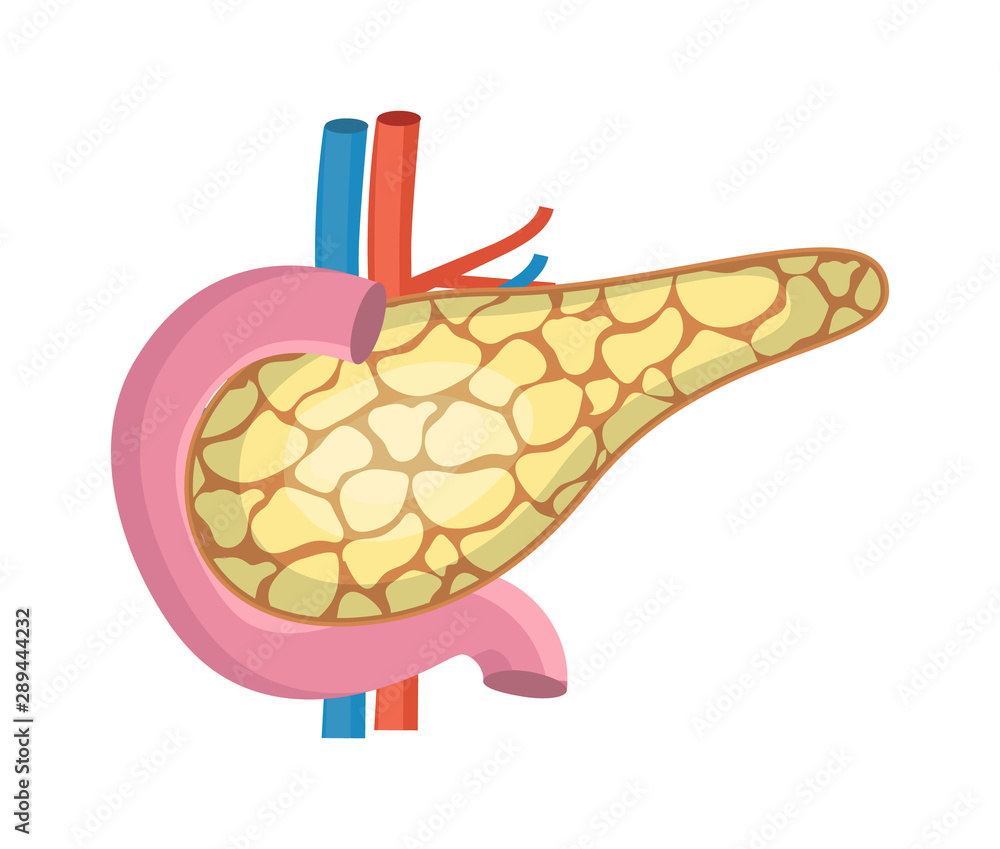 Pancreas with arteries are shown. Internal organ of digestive system on ...