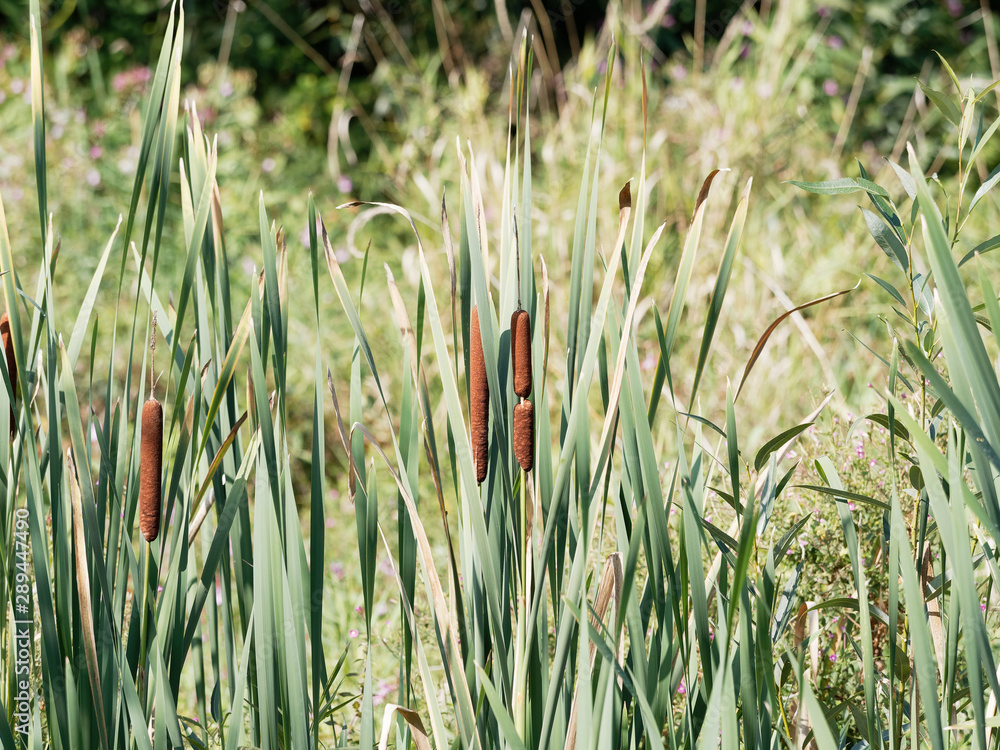 Typha Latifolia - Inflorescences en épis cylindrique et brune de de ...