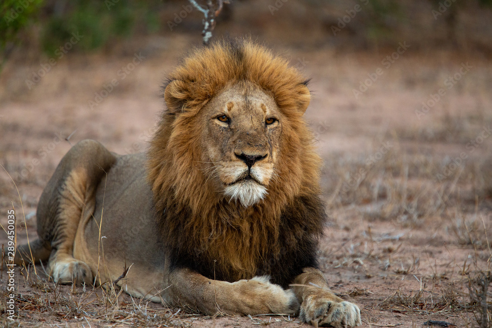 Large dominant male lion in and around his pride Stock Photo | Adobe Stock