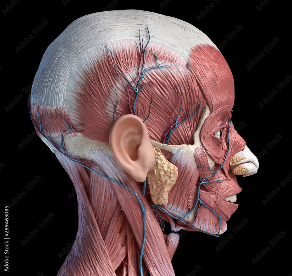 Human head muscles with veins and arteries. Side view. Stock ...
