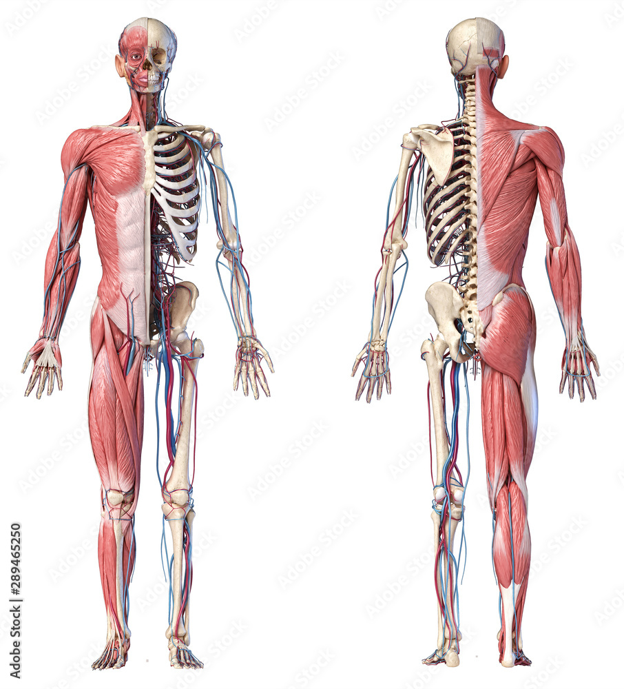 3d-illustration-of-human-full-body-skeleton-with-muscles-veins-and