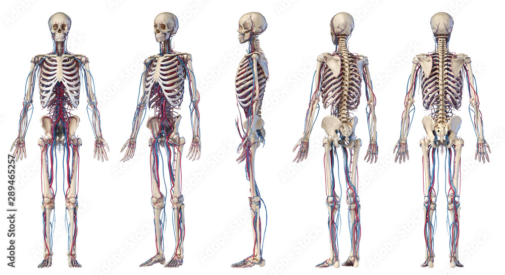 Human body anatomy. Skeleton with veins and arteries. Five angles views ...
