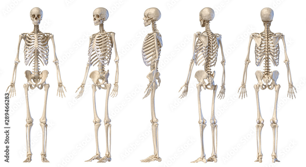 Human male skeleton full figure. Five views. Stock Illustration | Adobe ...