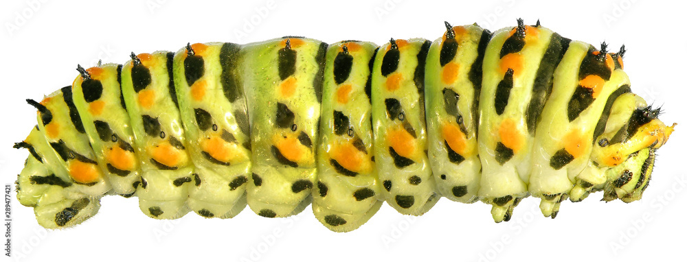 Common yellow swallowtail (Old World swallowtail), Papilio machaon ...