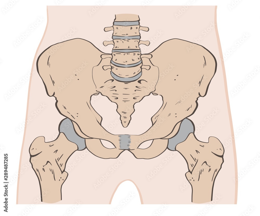 The pelvis consists of the sacrum, the coccyx,the ischium, the ilium ...