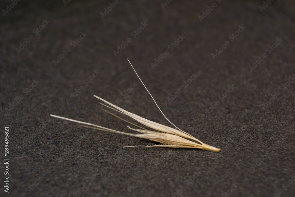 Macro photo of a tiny arrowheads of the foxtail grass. to an animal’s ...