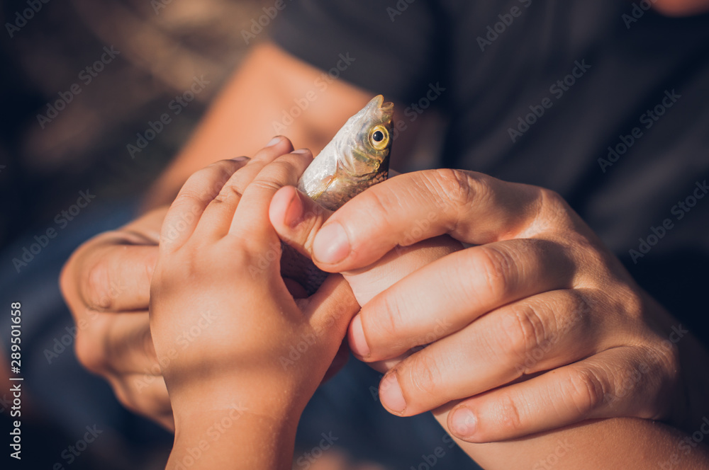 Men's and child's hands holding a rudd fish - Scardinius ...