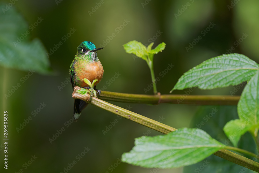 Long-tailed Sylph - Aglaiocercus kingi, beautiful long tailed ...
