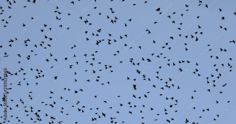 Vídeo do Stock: Murmuration. Suggestive flocks of starling dancing ...