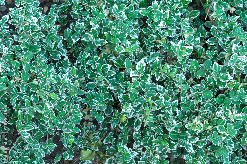 Euonymus Fortunei 39emerald Gaiety39 Variegated Evergreen Plants ...
