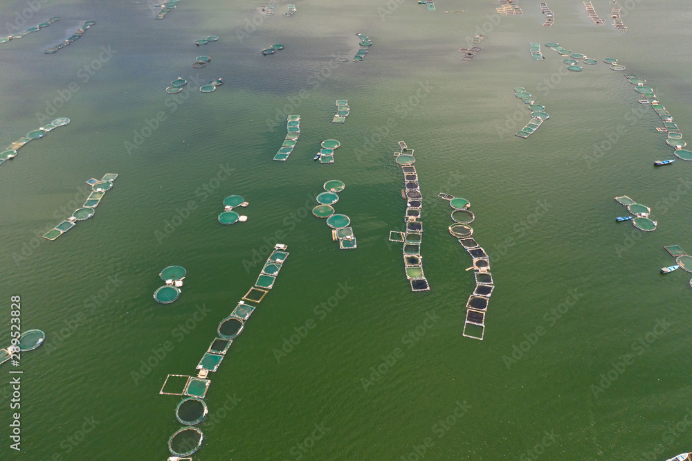 Fish farm with cages for fish and shrimp on the lake Taal, top view ...