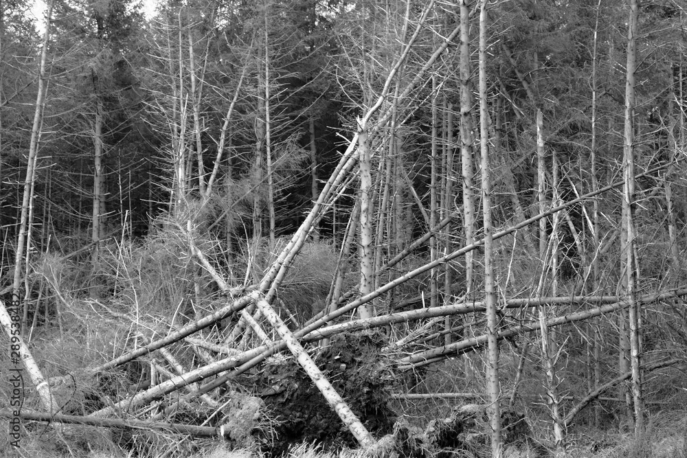 Black and white of deforestation Stock Photo | Adobe Stock