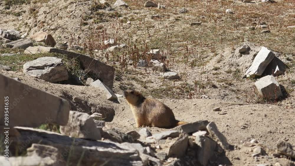 Cute fluffy bobak or steppe marmot looking around, relaxing and hiding in its underground dug ...