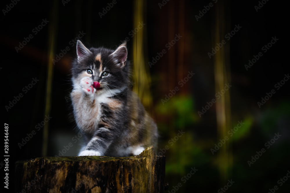 Light Tortoiseshell Kitten