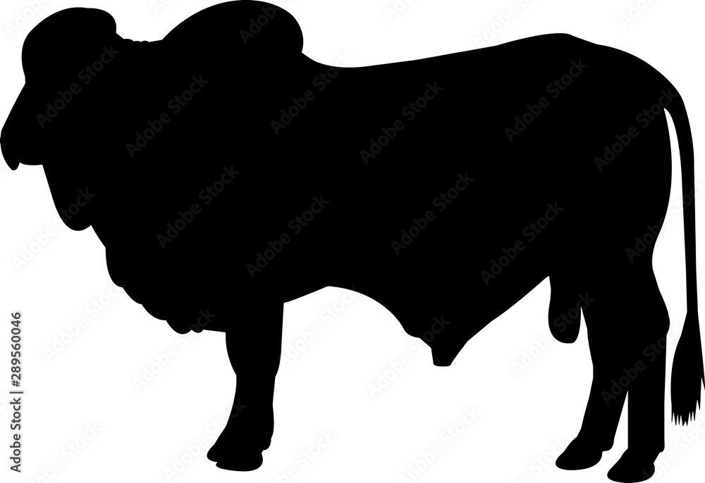 Brahman Cow Vector Silhouette Stock Vector | Adobe Stock