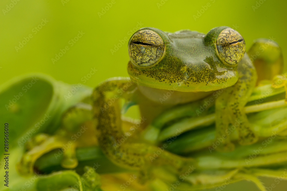 Red-spotted Glass Frog (Nymphargus grandiosonae) Stock Photo | Adobe Stock