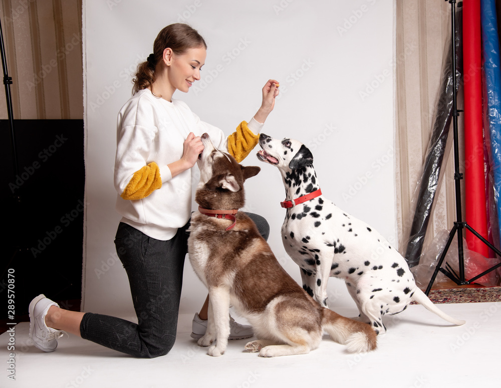 Dogs trainer, woman, among her two dogs, dalmatian and siberian husky ...