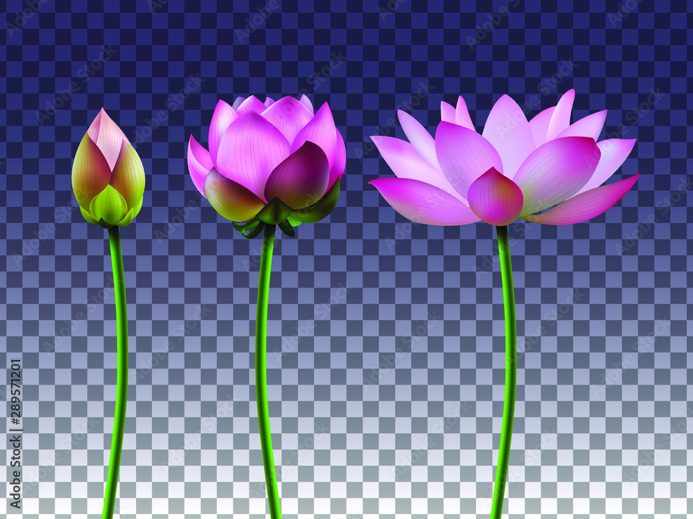 A set of lotus flowers on a transparent background, the stages of bud ...