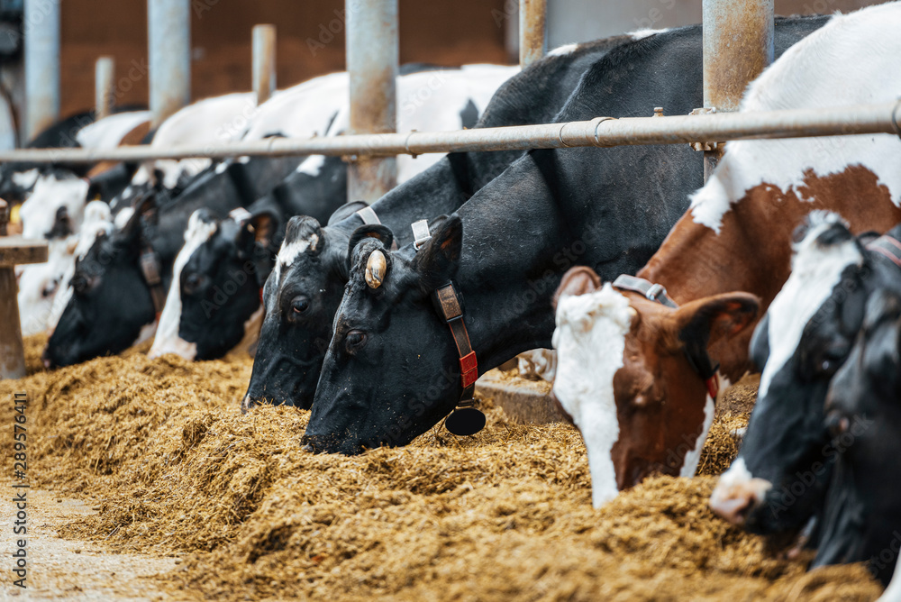 Dairy cows in modern automated milk farm. Stock Photo | Adobe Stock