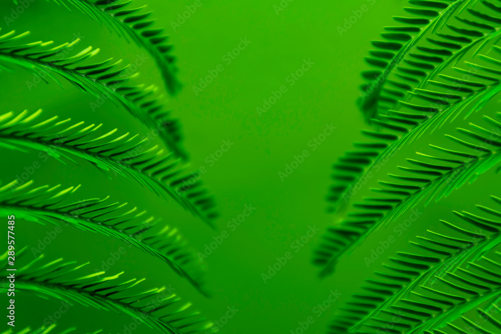 Ramas y hojas de flamboyan,acacia,con espacios en blanco Stock Photo ...